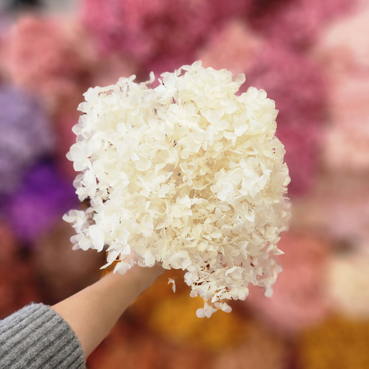 Preserved Hydrangeas in Multiple colours | Sydney Alexandria Boutique ...
